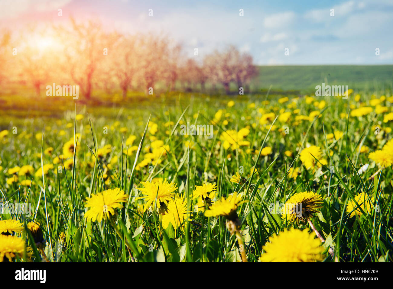 field of yellow dandelions Stock Photo - Alamy