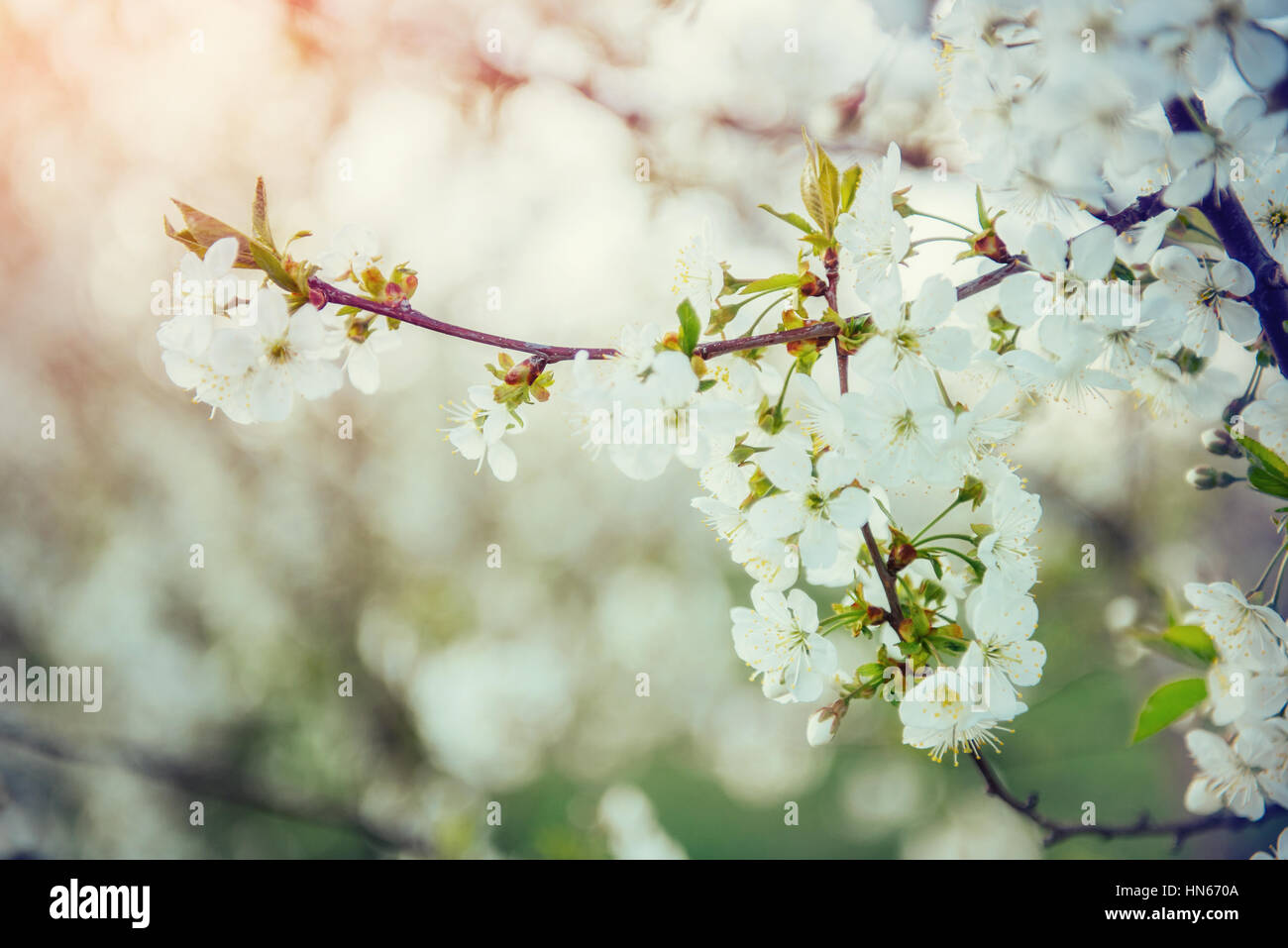 photo cherry tree bloom with flowers Stock Photo - Alamy