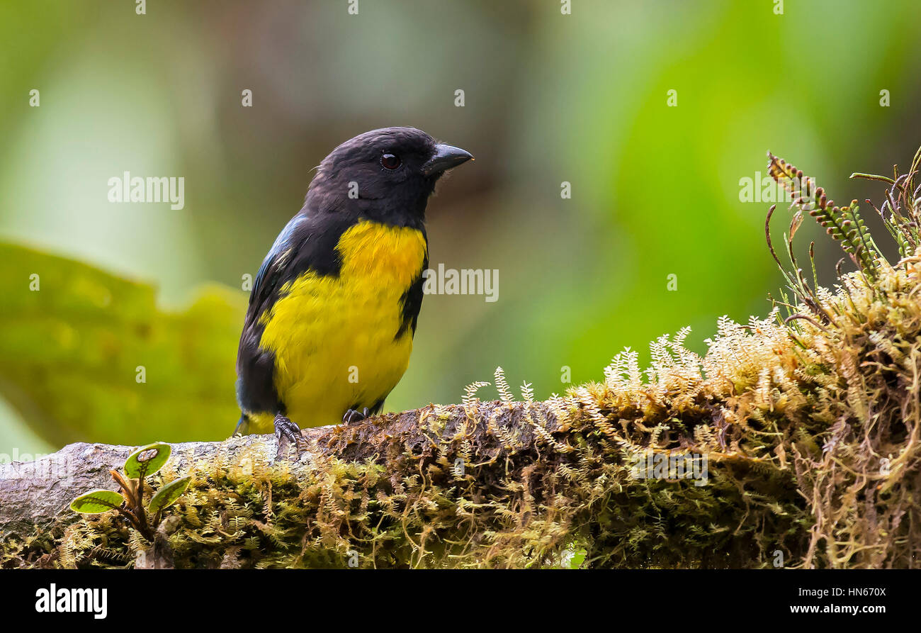 Black and gold tanager bangsia melanochlamys hi-res stock photography ...