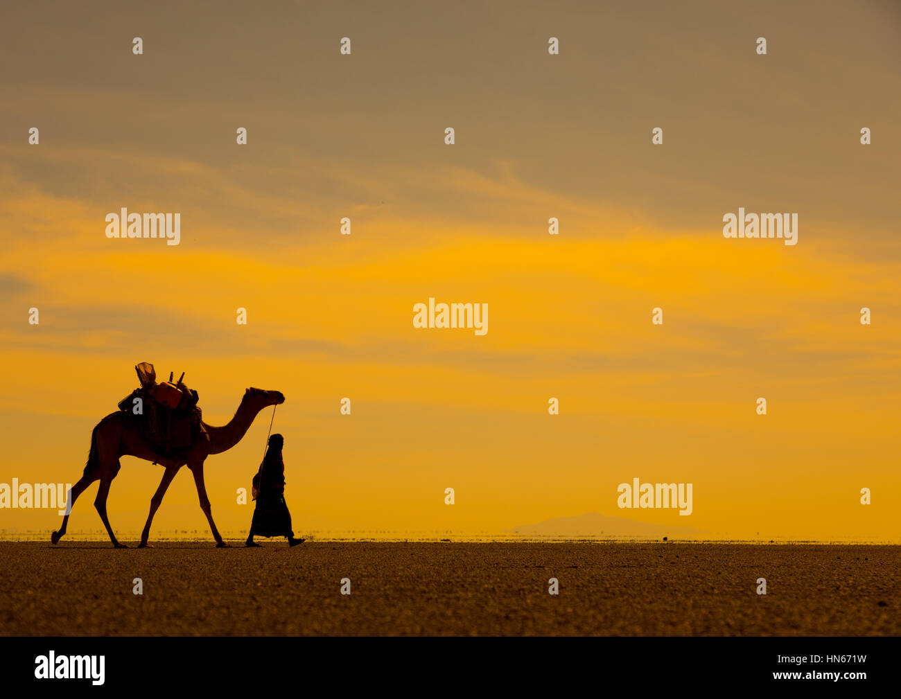 An Afar woman with a camel in the harsh dry desert at the danakil ...
