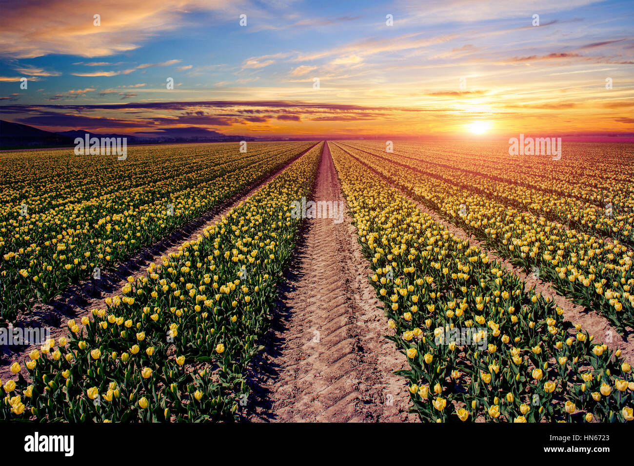 Tulip heaven hi-res stock photography and images - Alamy