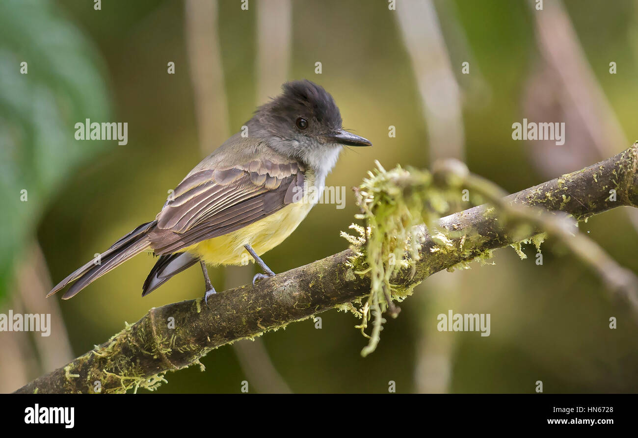 Dusky Capped Flycatcher