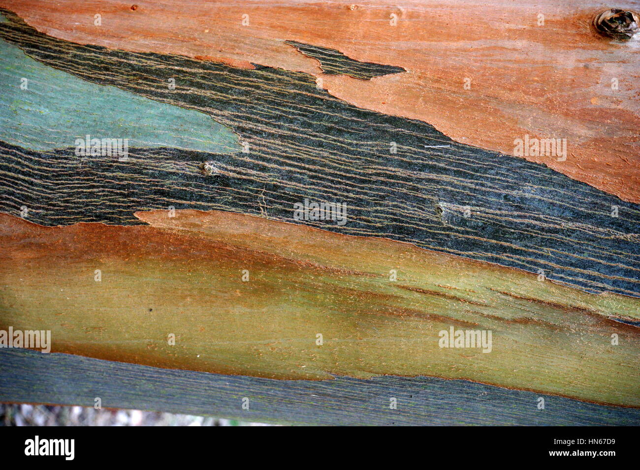 Eucalyptus bark forms Stock Photo - Alamy