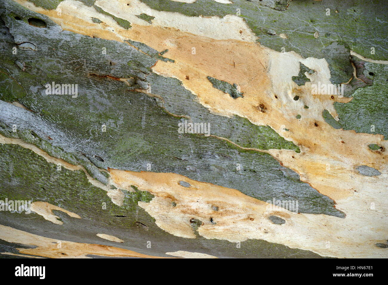 Eucalyptus bark forms Stock Photo - Alamy