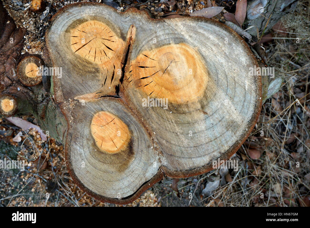 Eucalyptus bark forms Stock Photo - Alamy