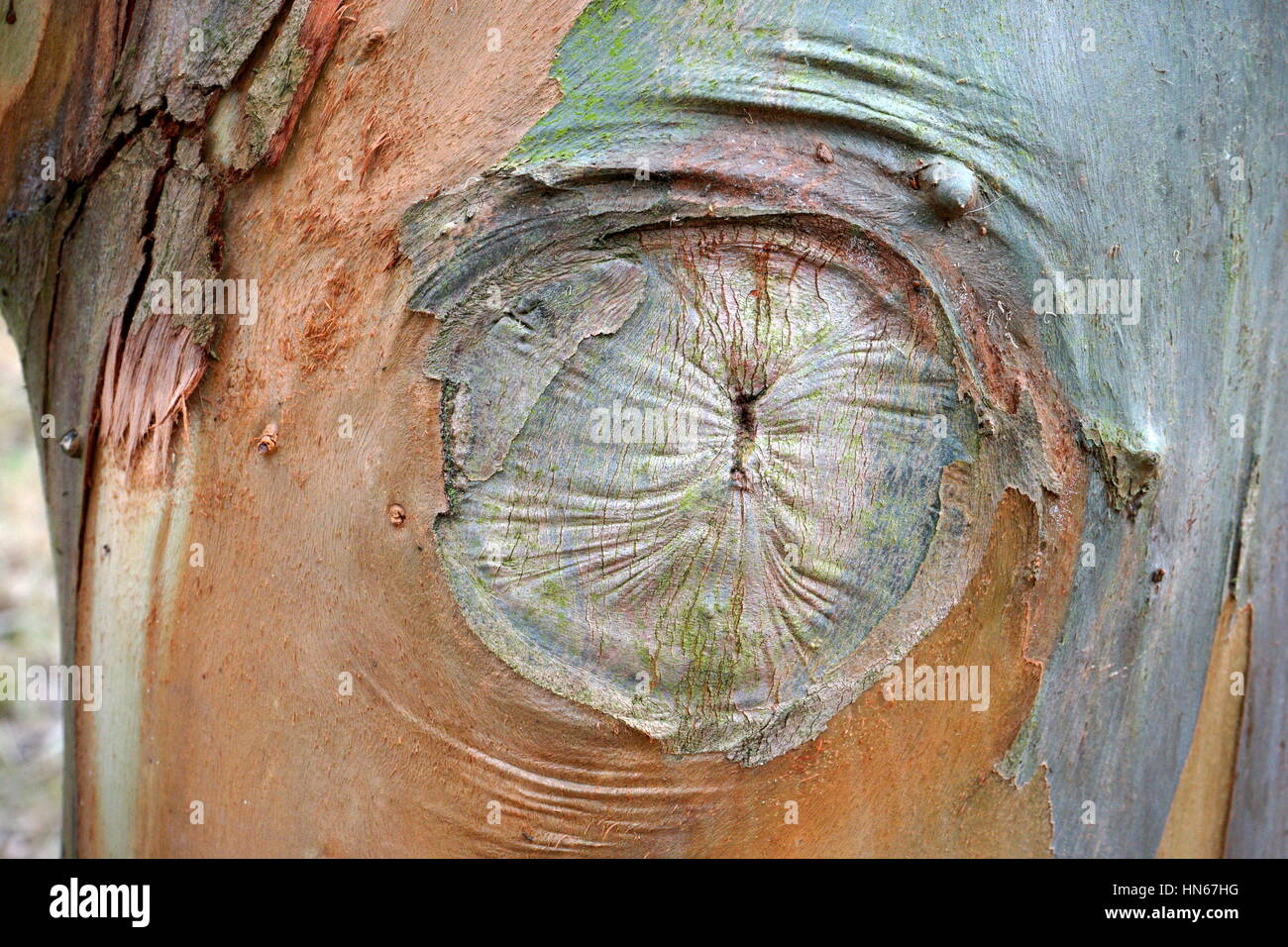 Eucalyptus bark forms Stock Photo - Alamy