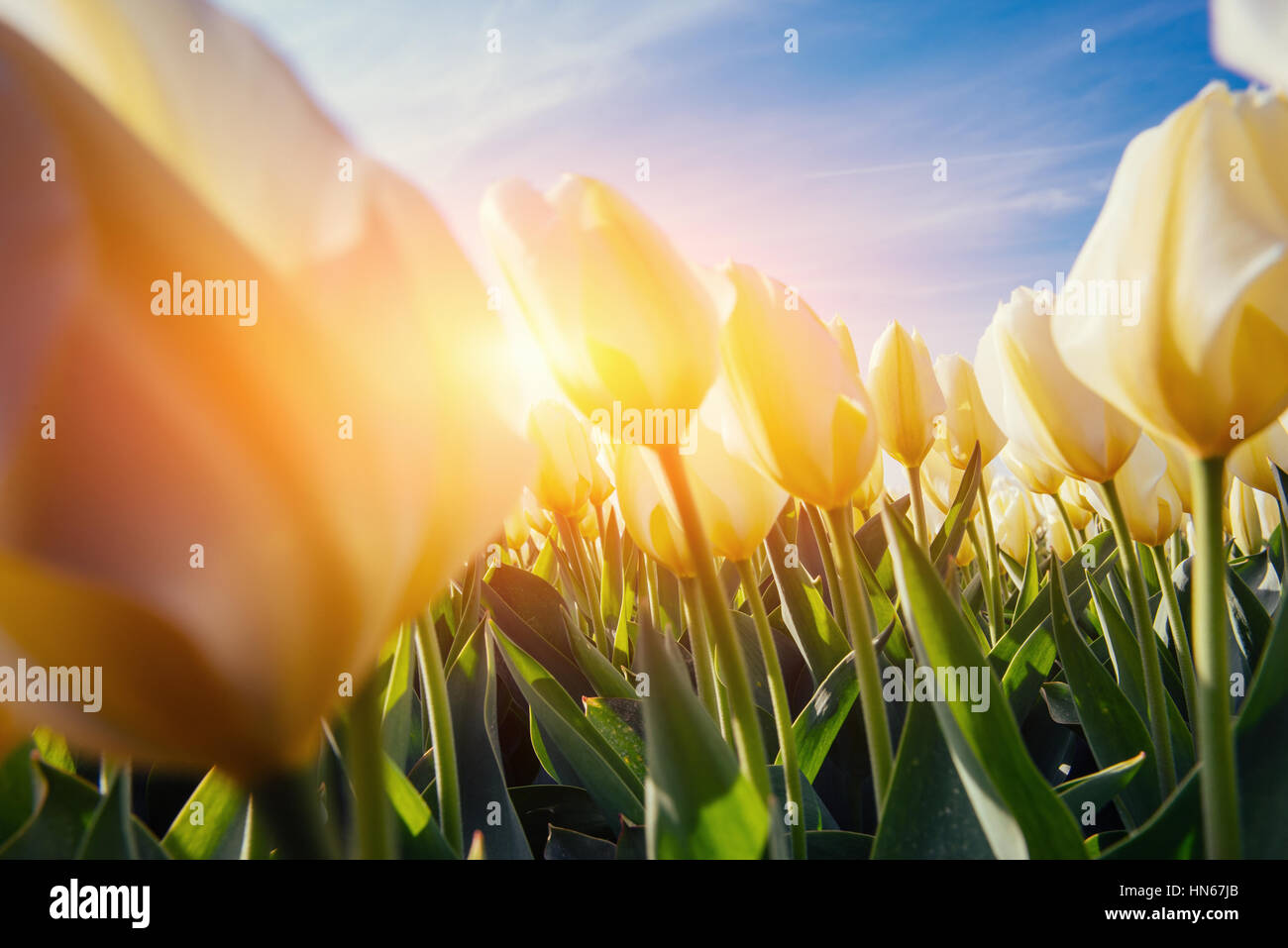 Spring background with beautiful yellow tulips Stock Photo - Alamy