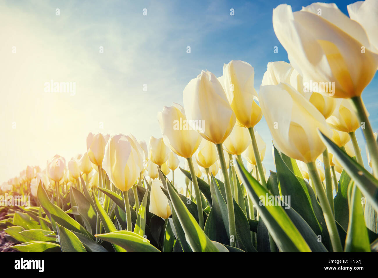 View of yellow tulip rows in summer Stock Photo - Alamy