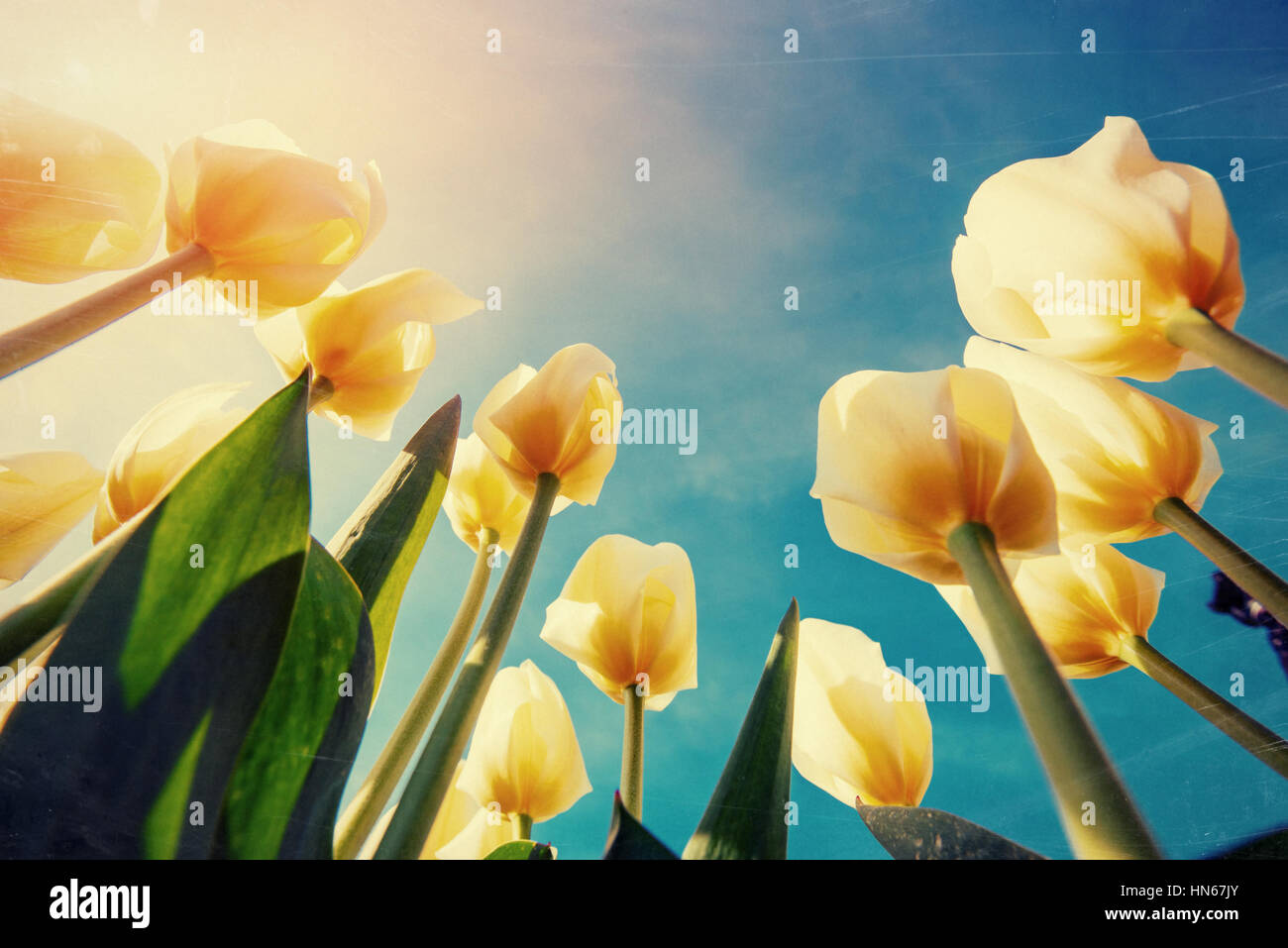 Yellow tulips field. Colorful toning effect Stock Photo - Alamy