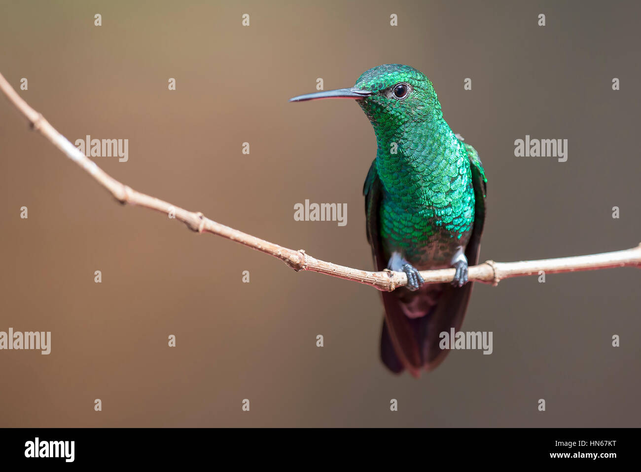 Steely-vented Hummingbird (Amazilia saucerrottei), Cali, Valle del ...