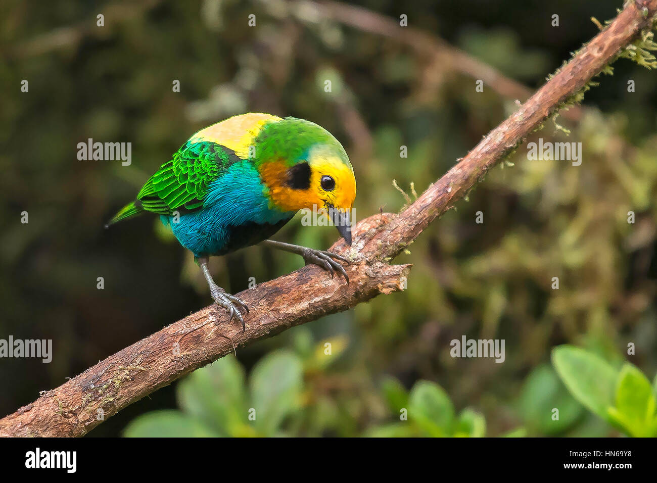 Multicolored Tanager (Chlorochrysa nitidissima) male, Valle del Cauca ...