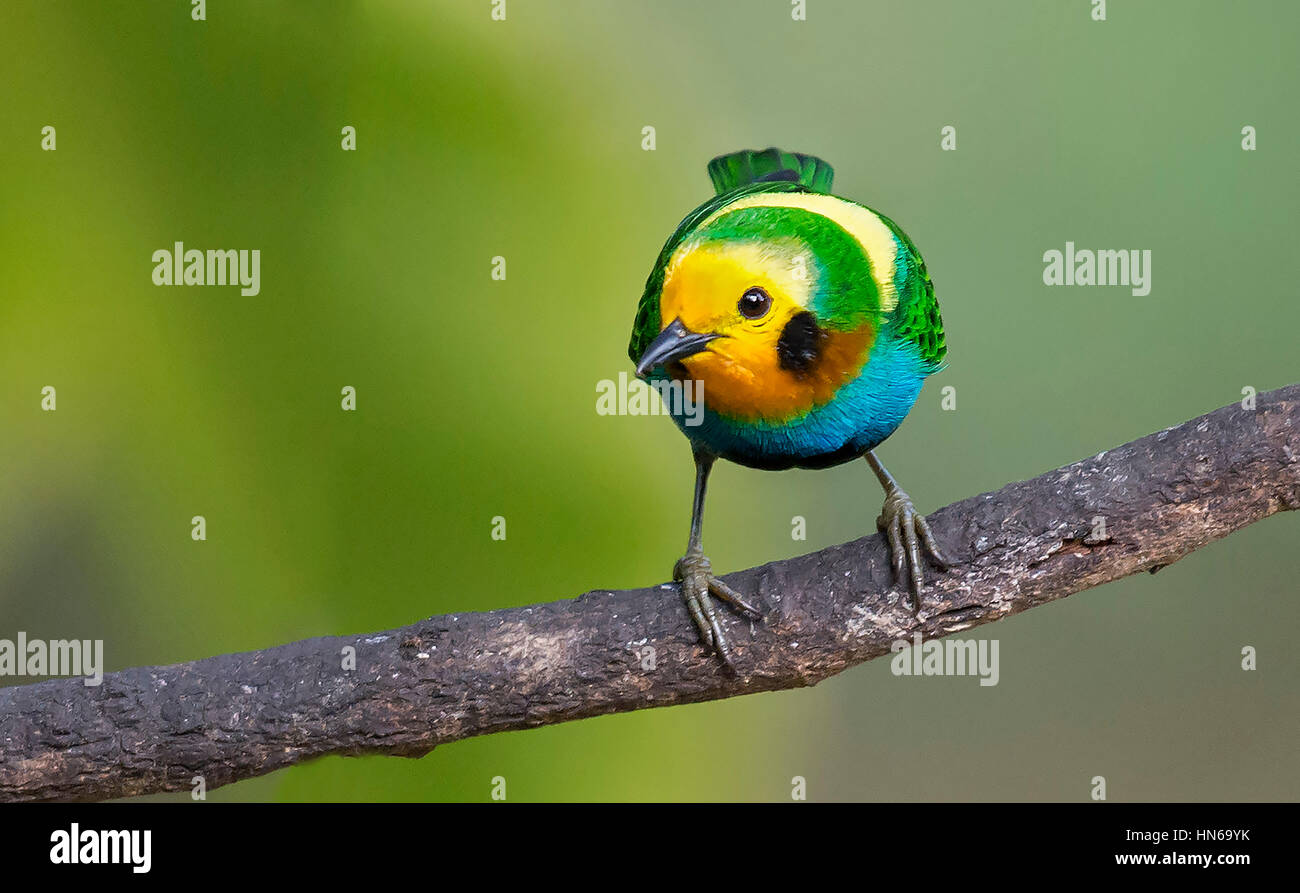 Multicolored Tanager (Chlorochrysa nitidissima) male, Valle del Cauca ...