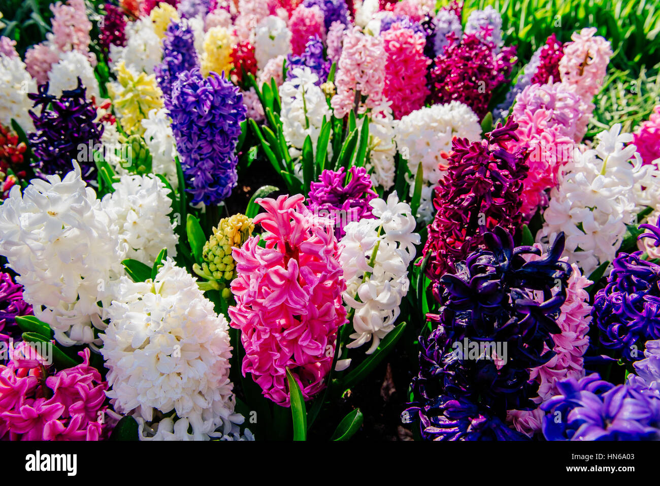 Many colorful hyacinths Stock Photo - Alamy
