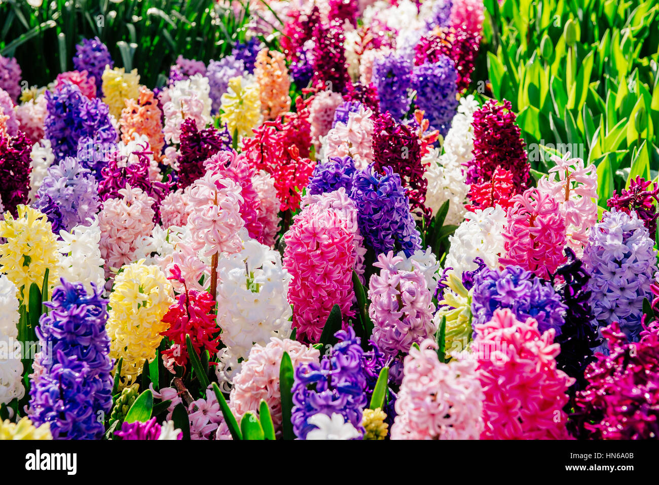 Many colorful hyacinths Stock Photo - Alamy
