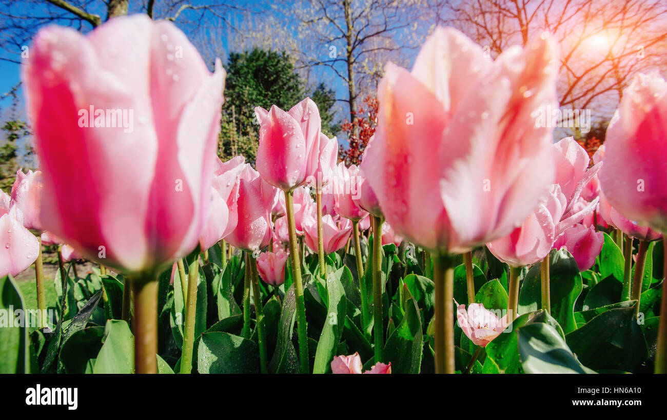 Group of pink tulips. Spring landscape Stock Photo - Alamy