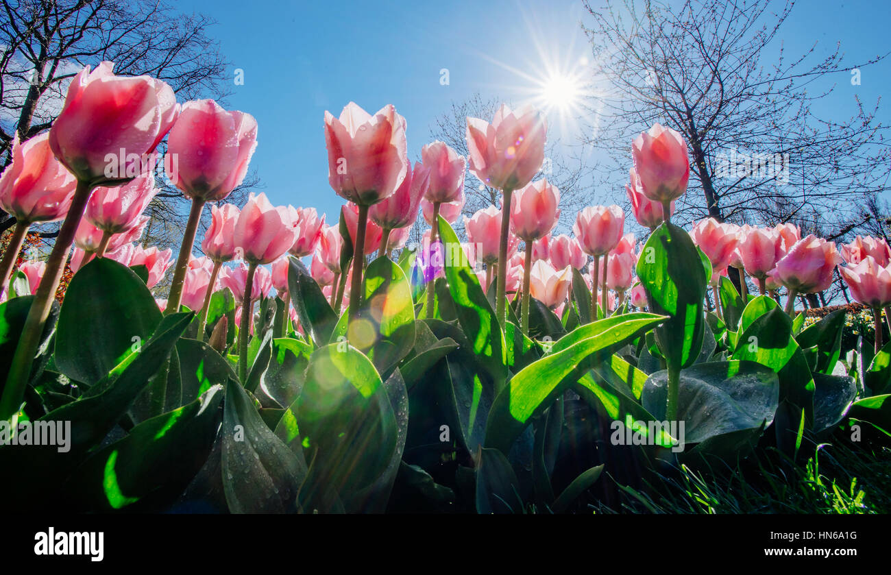 the sunlight shines through the beautiful spring tulips Stock Photo - Alamy