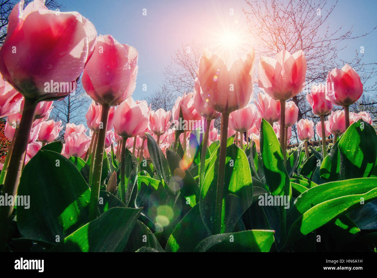 the sunlight shines through the beautiful spring tulips Stock Photo - Alamy
