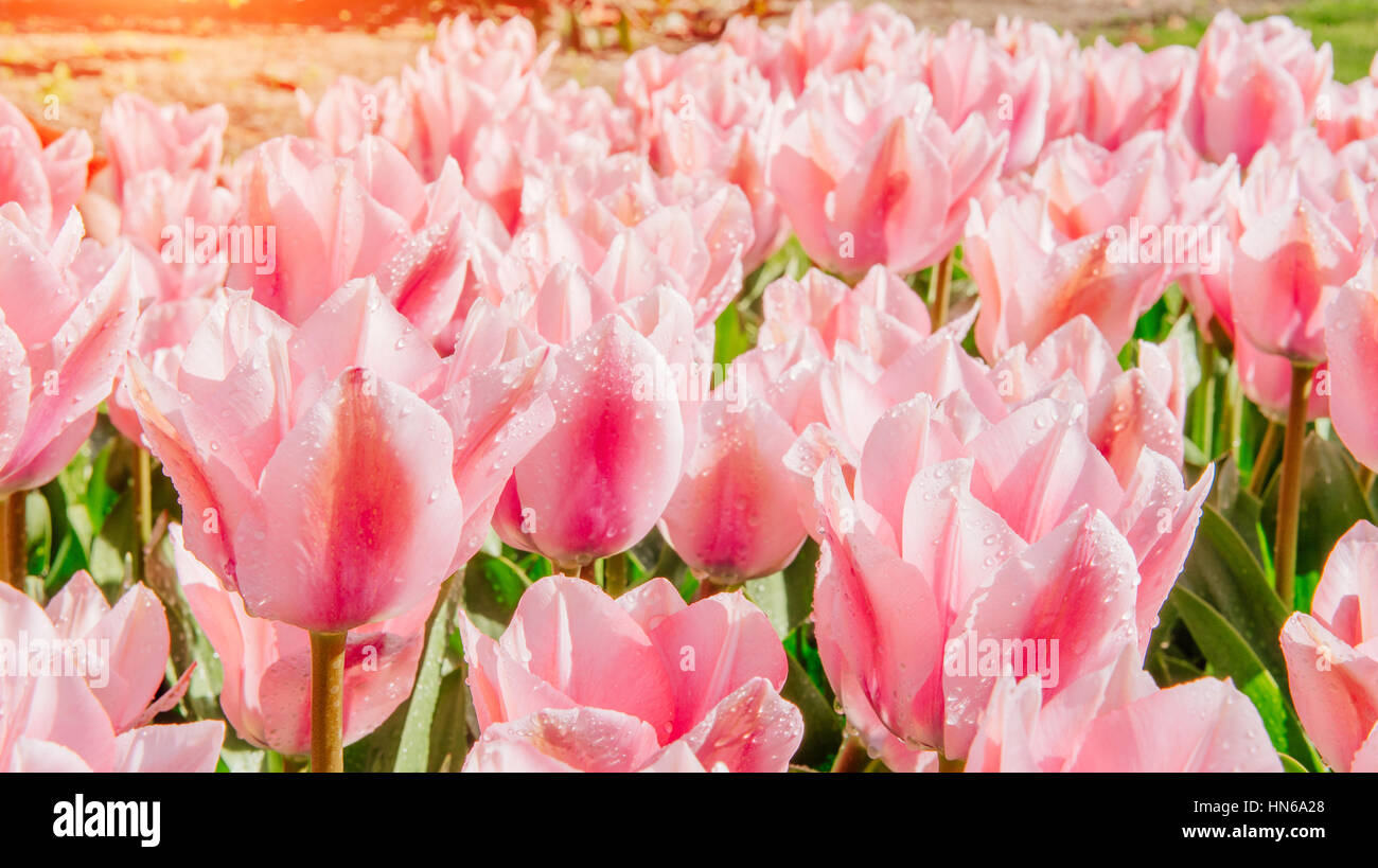 Group of pink tulips. Spring landscape Stock Photo - Alamy