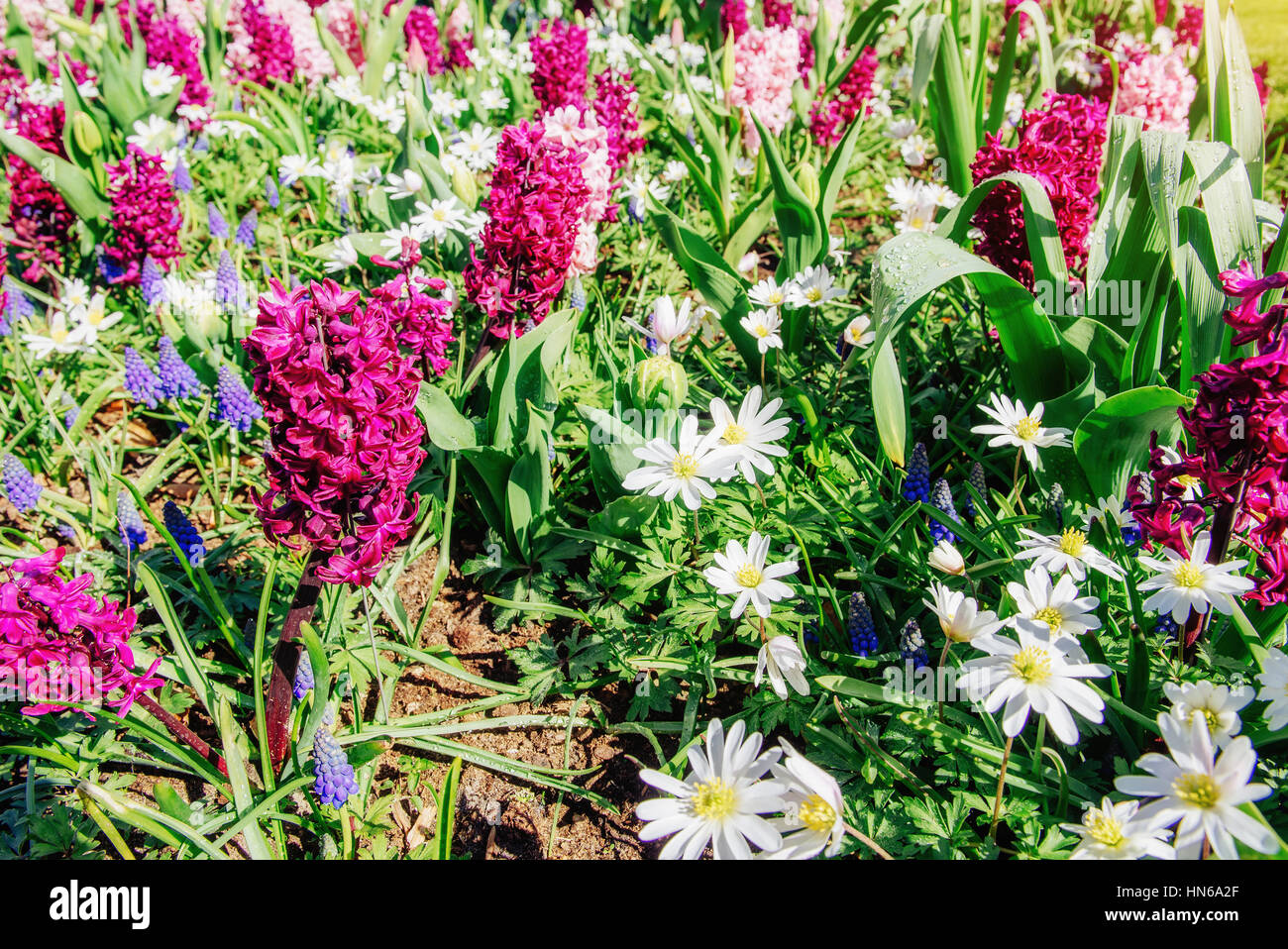 field of wild flowers Stock Photo - Alamy