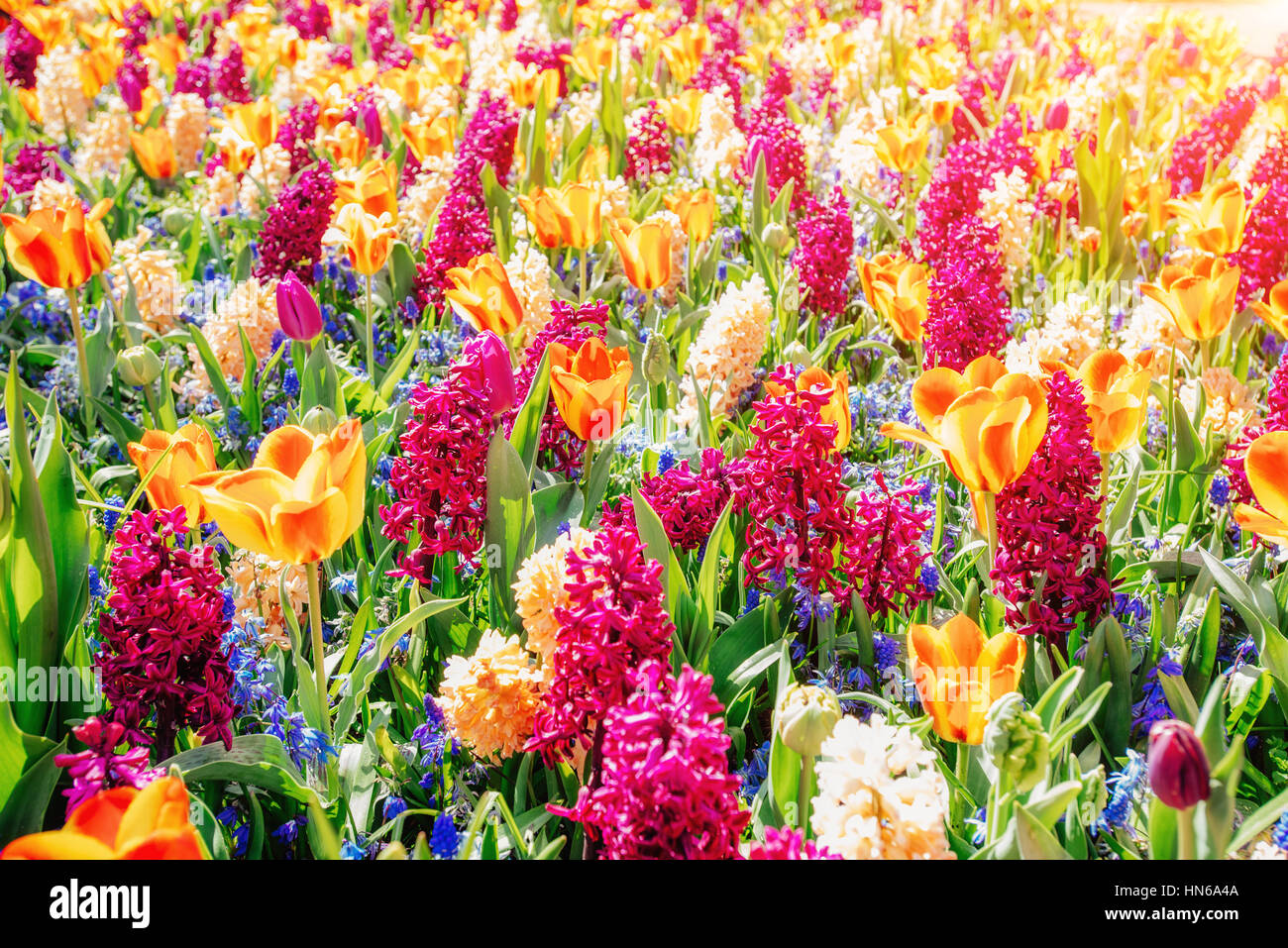 field of wild flowers Stock Photo - Alamy
