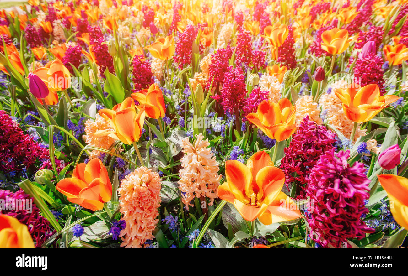 field of wild flowers Stock Photo - Alamy