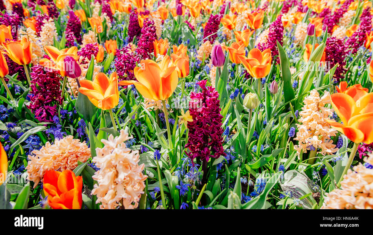 field of wild flowers Stock Photo - Alamy