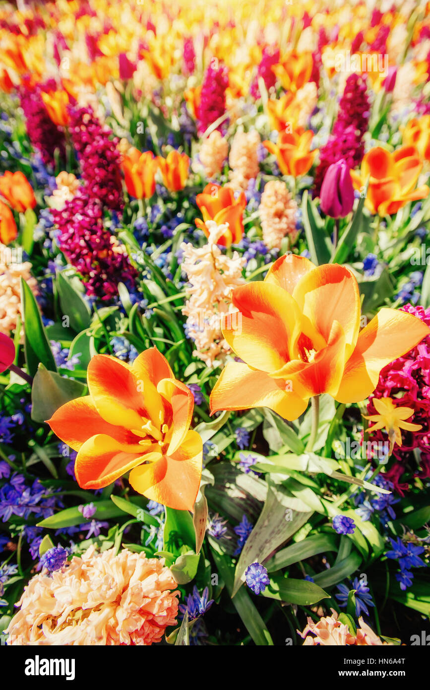 field of wild flowers Stock Photo - Alamy