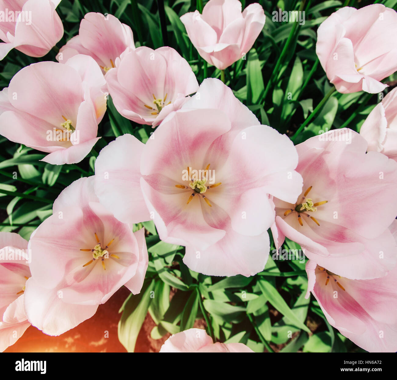 Wonderful spring tulips Stock Photo - Alamy