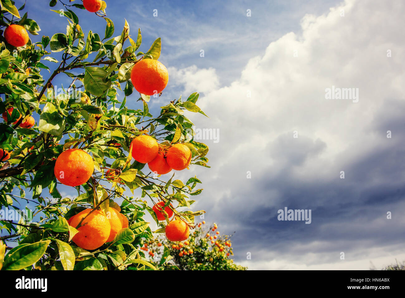 branch orange tree Stock Photo - Alamy
