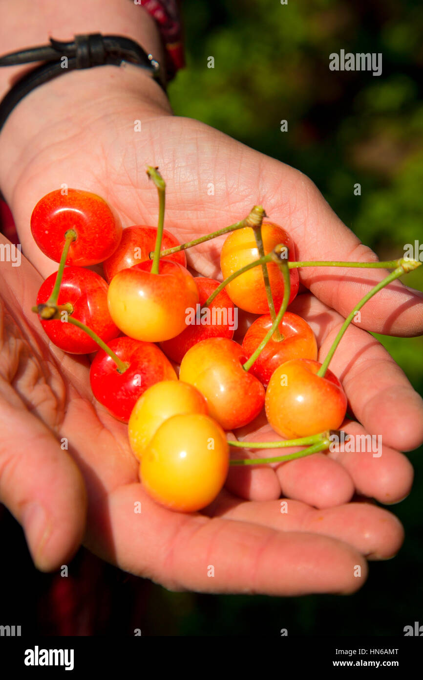 Rainier cherries fruit hi-res stock photography and images - Alamy