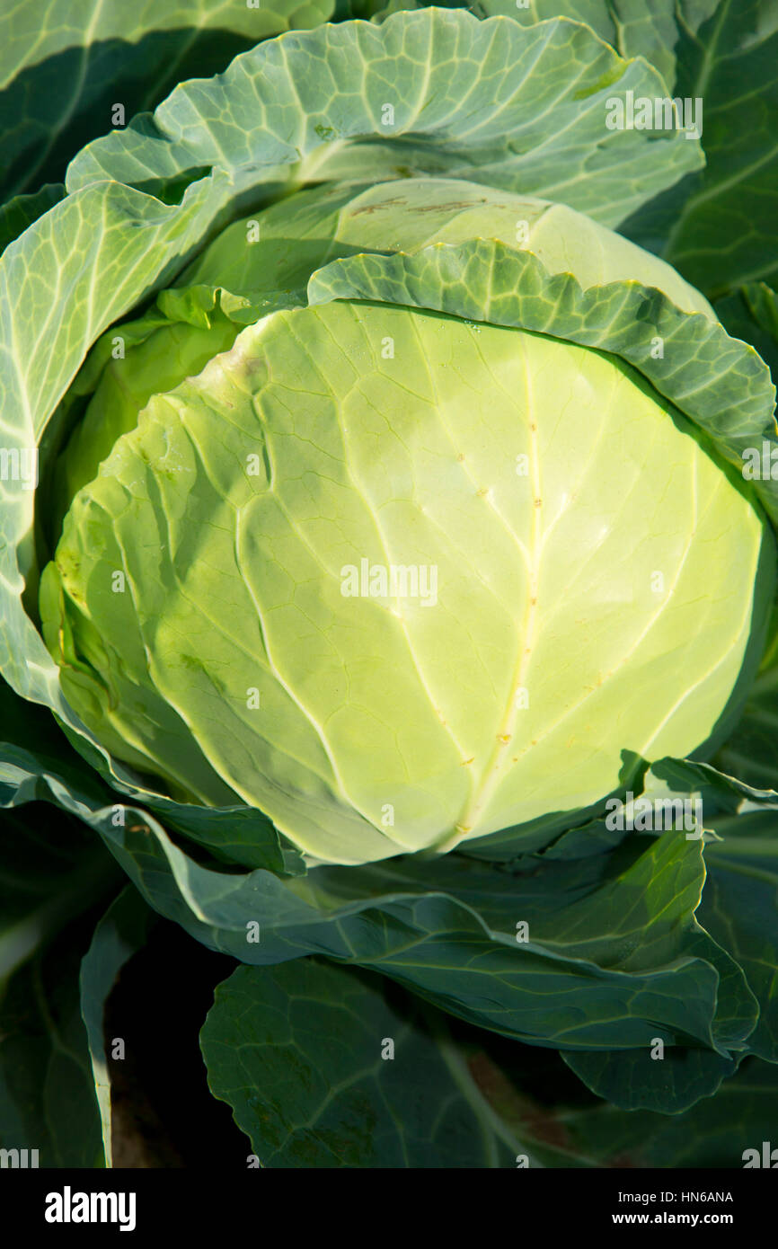 Cabbage, Marion County, Oregon Stock Photo - Alamy