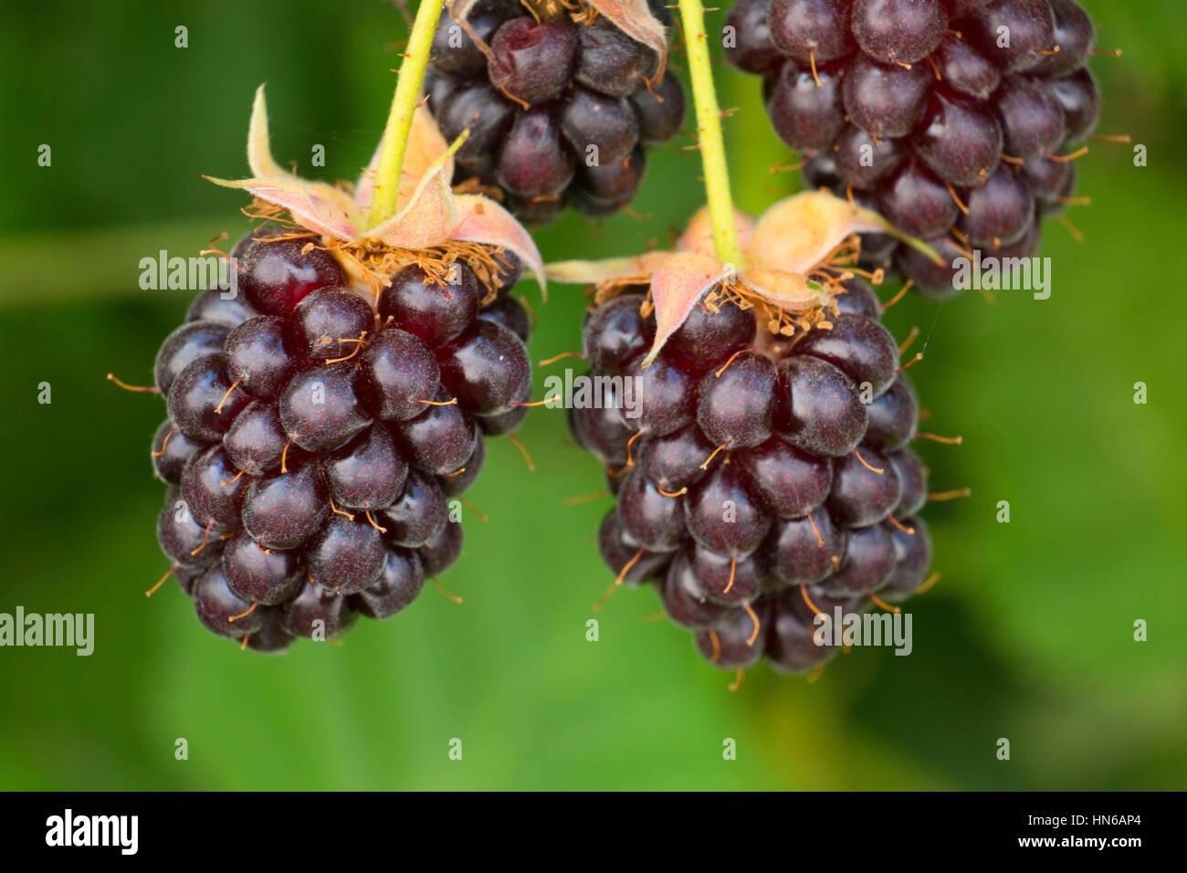 Boysenberry hi-res stock photography and images - Alamy