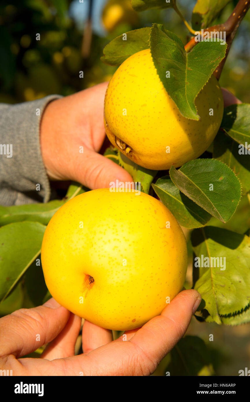 Asian pear, Marion County, Oregon Stock Photo - Alamy
