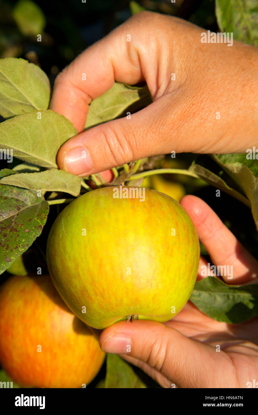 Apple, Marion County, Oregon Stock Photo - Alamy