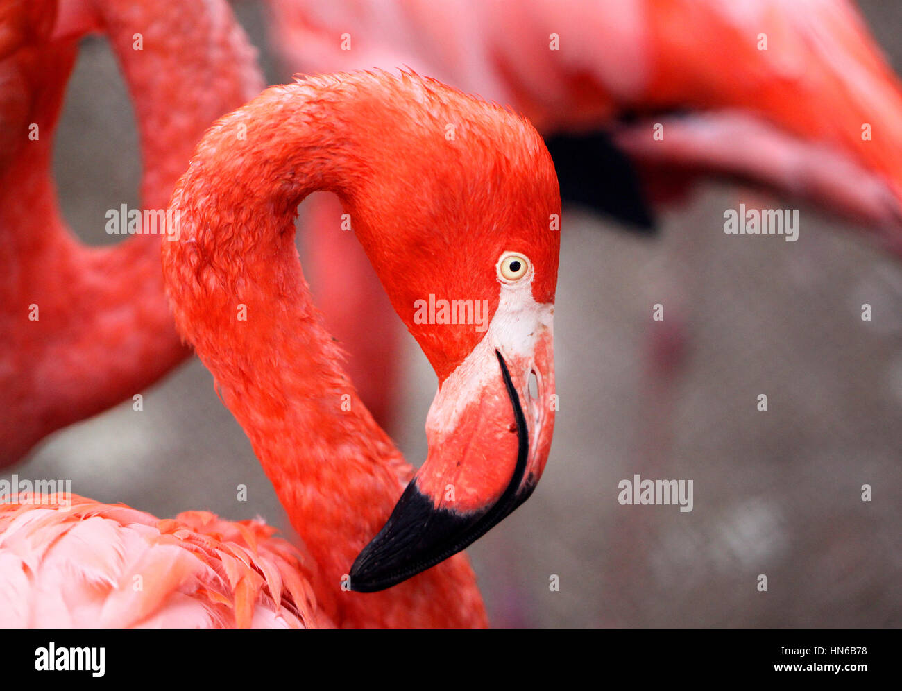 Photos beautiful red flamingo in a park Stock Photo - Alamy