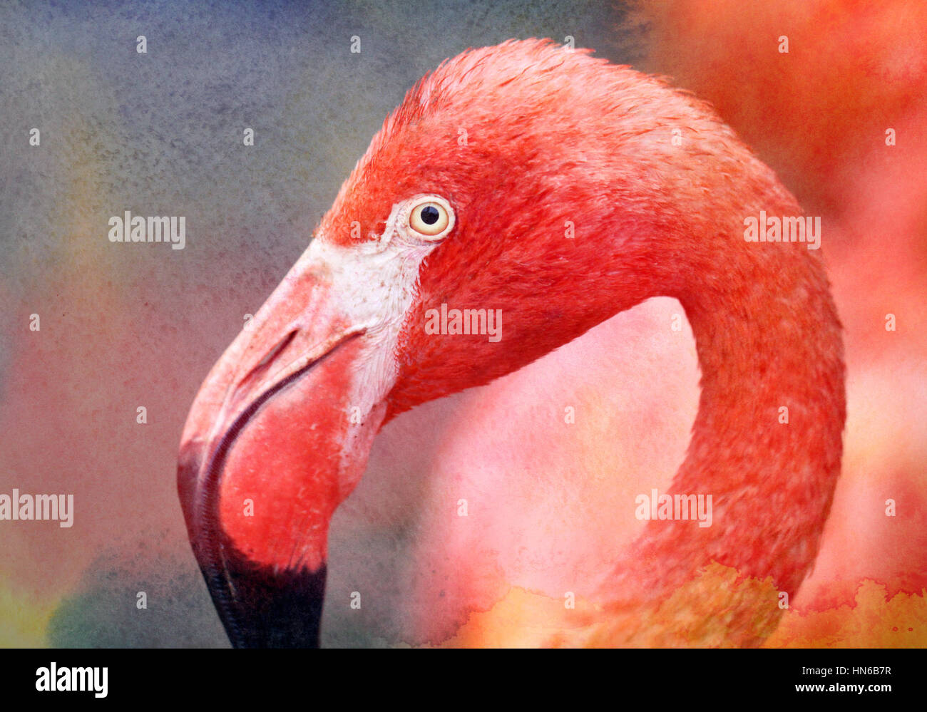 Photos beautiful red flamingo in a park Stock Photo - Alamy