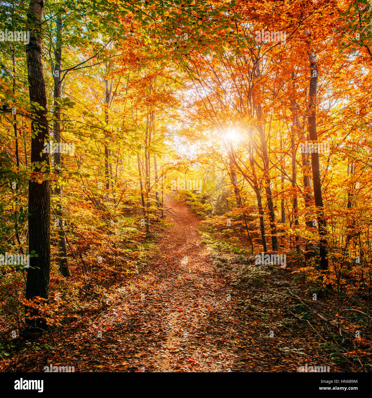 Forest Road in the autumn. Landscape Stock Photo - Alamy
