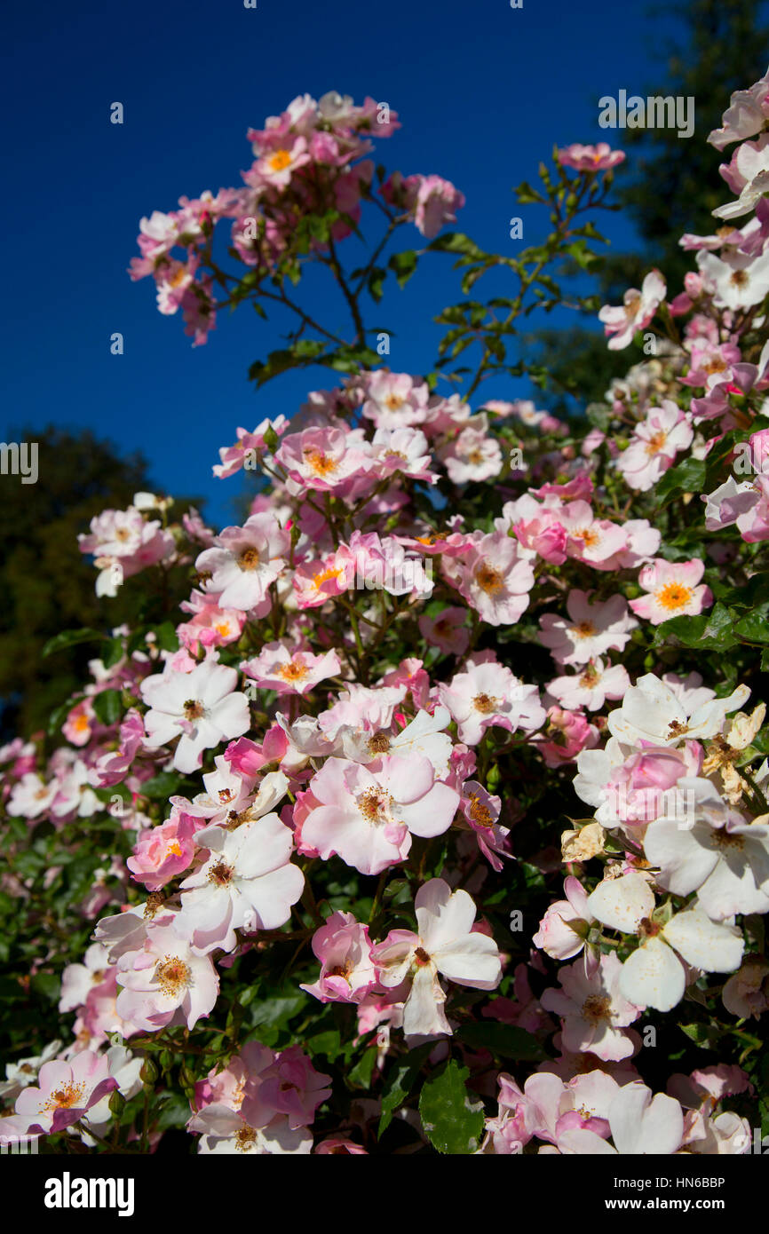 Paul rose garden hi-res stock photography and images - Alamy