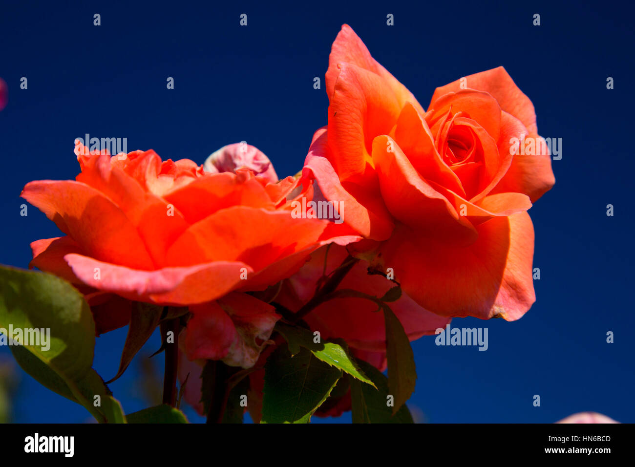 Rose, Heirloom Roses, St Paul, Oregon Stock Photo - Alamy