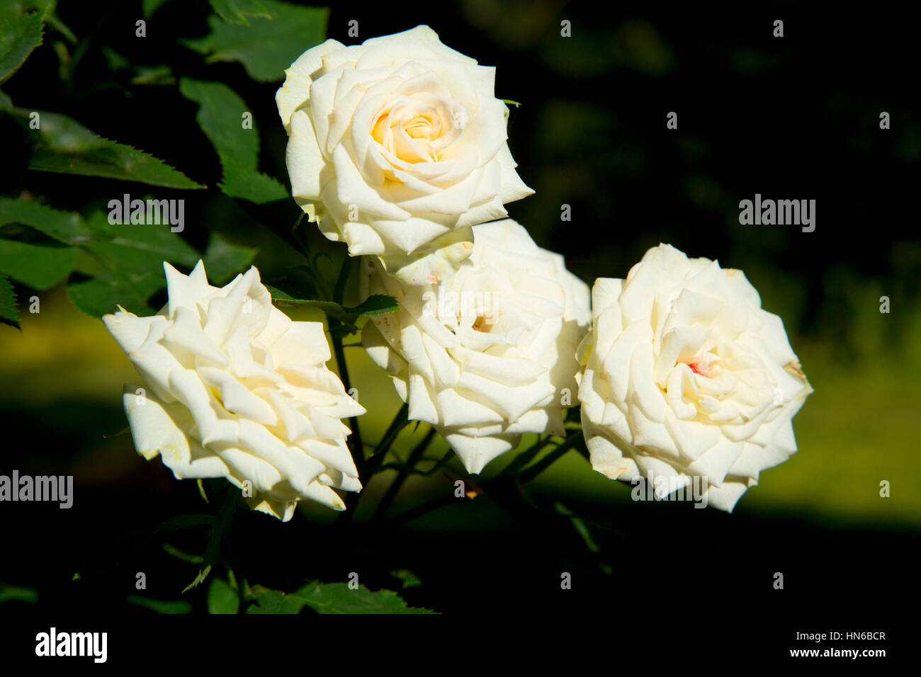 Irresistible miniature rose, Heirloom Roses, St Paul, Oregon Stock ...