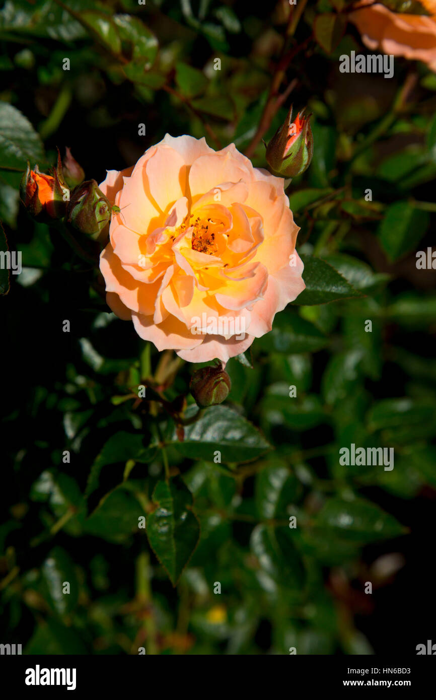 What A Peach rose, Heirloom Roses, St Paul, Oregon Stock Photo - Alamy