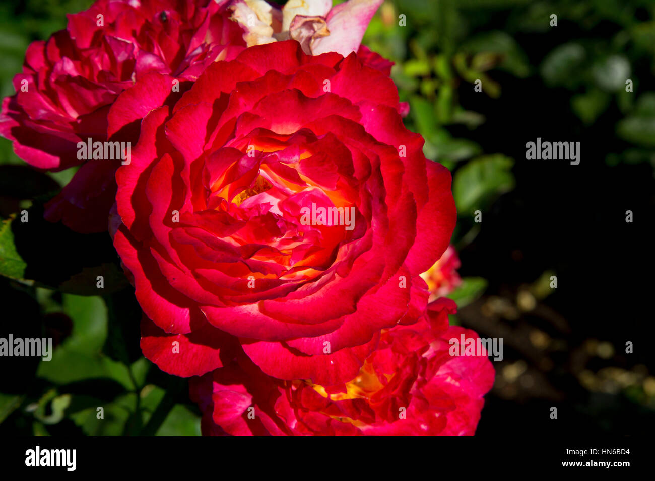 Double Delight rose, Heirloom Roses, St Paul, Oregon Stock Photo - Alamy