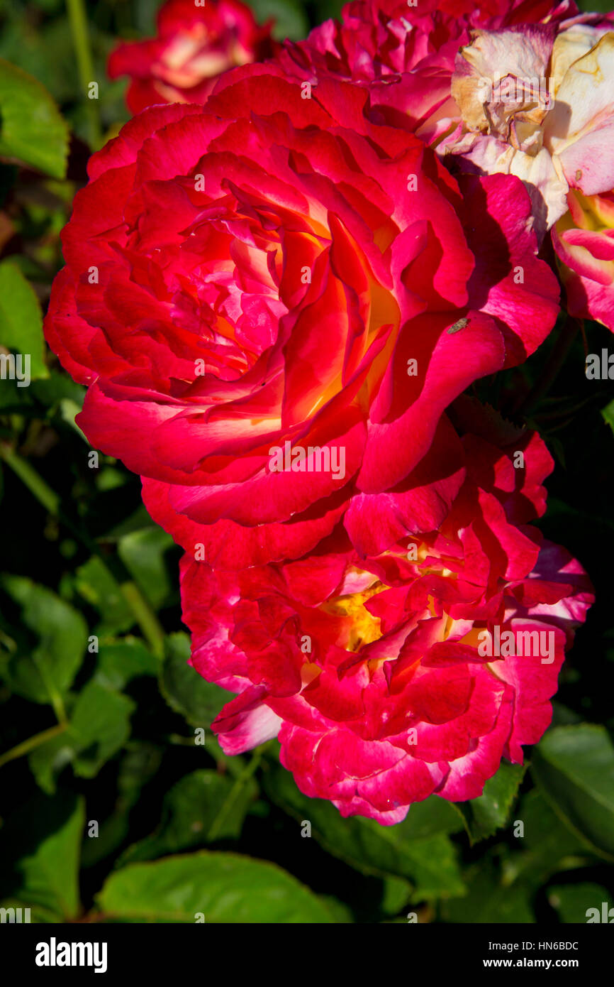 Double Delight rose, Heirloom Roses, St Paul, Oregon Stock Photo - Alamy