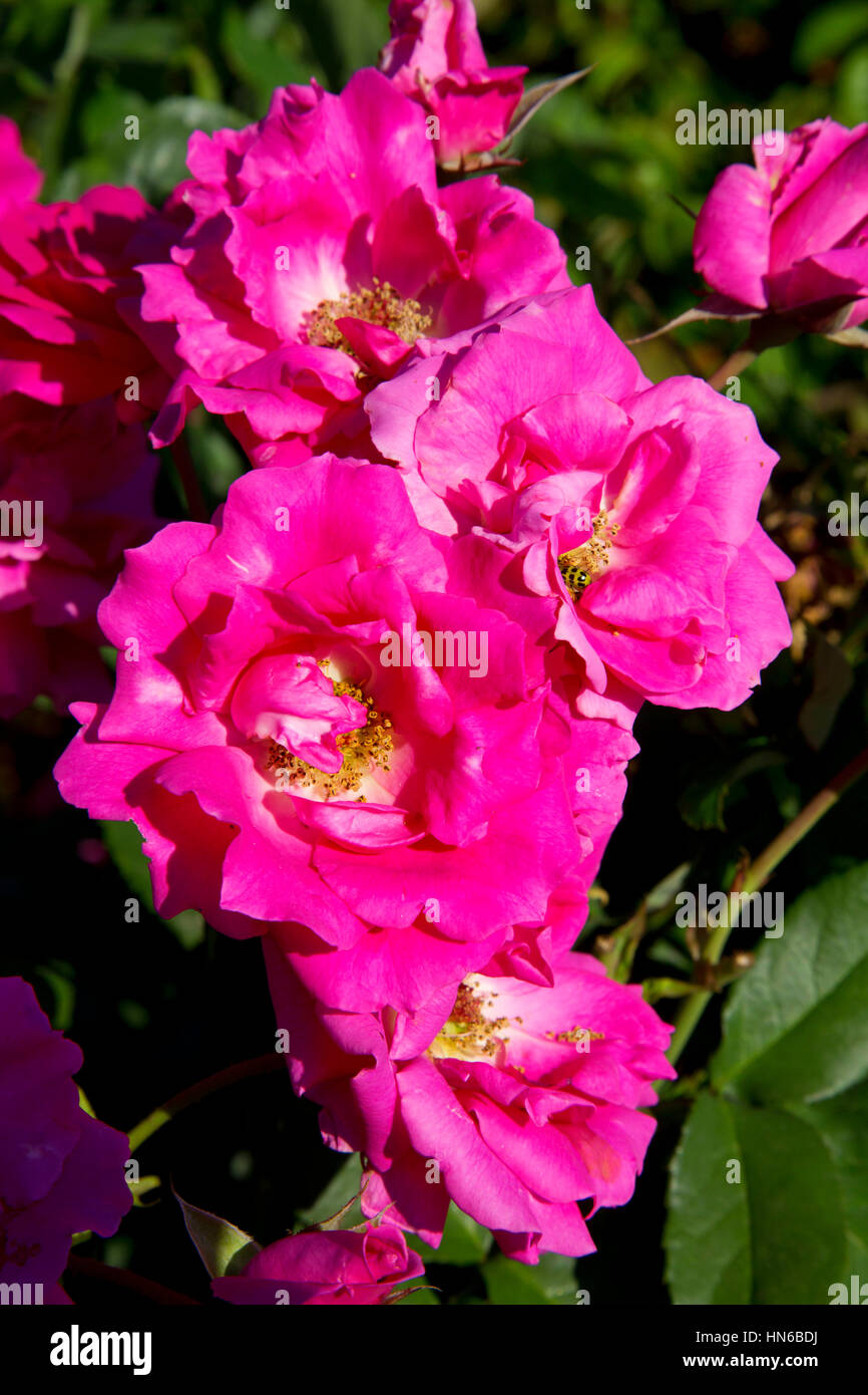 The countryman hi-res stock photography and images - Alamy