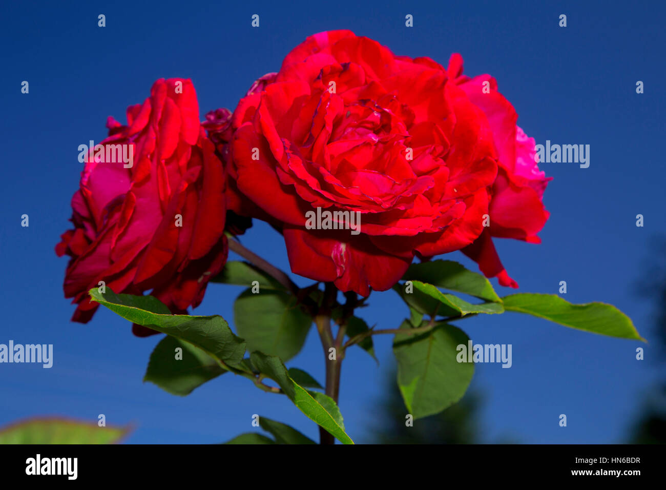 Rose magic hi-res stock photography and images - Alamy