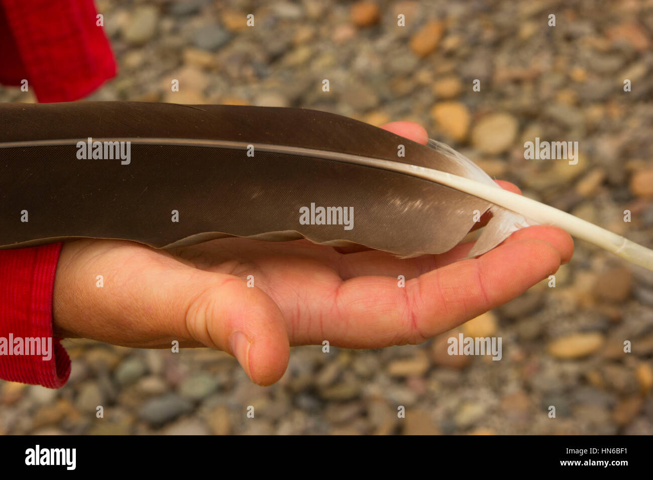 Eagle feather hi-res stock photography and images - Alamy