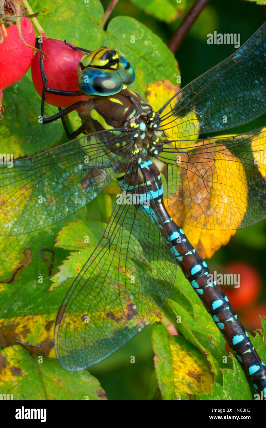 Dragonfly on wild rosehips along Rail Trail, Ankeny National Wildlife ...