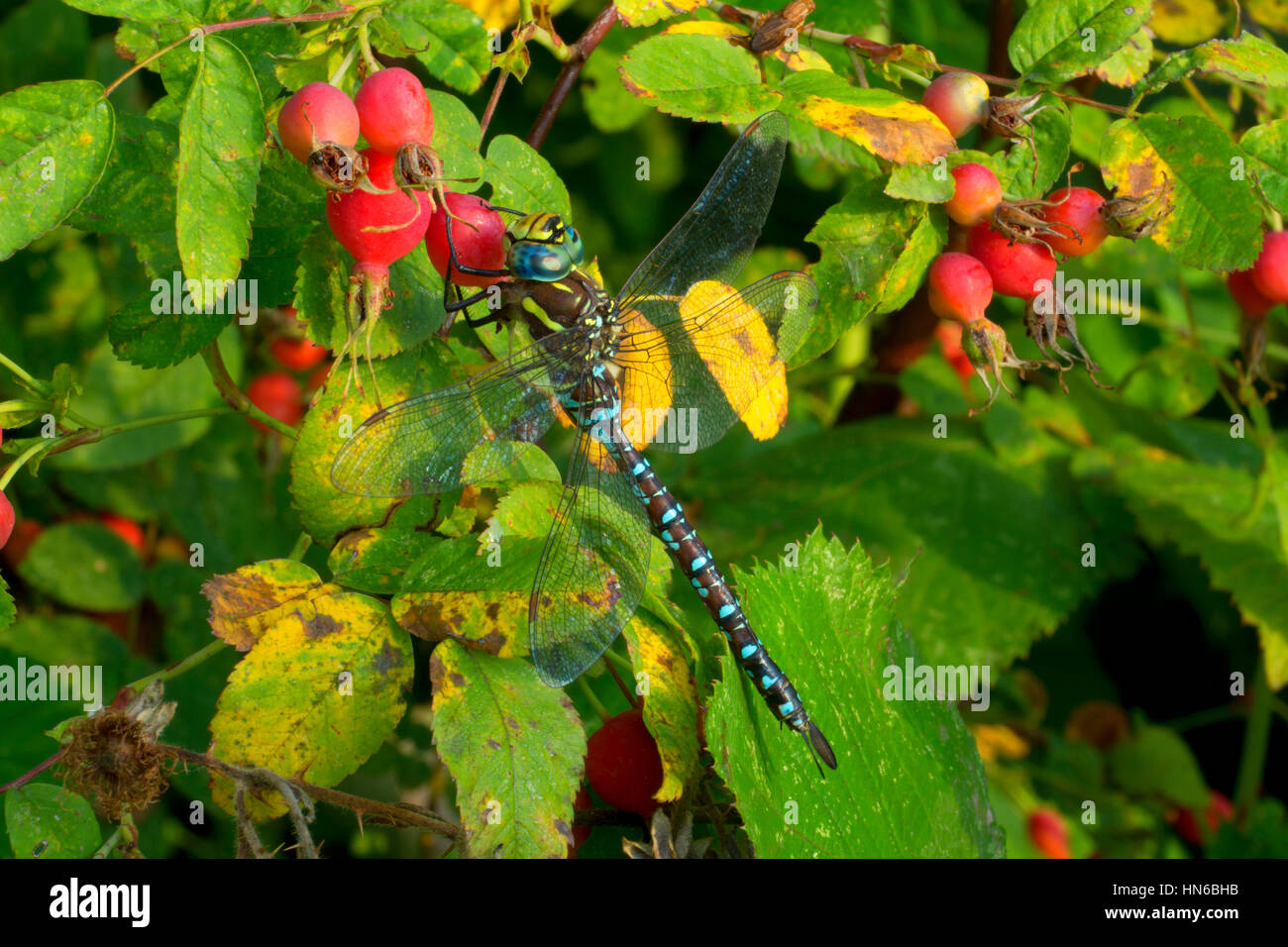 Dragonfly on wild rosehips along Rail Trail, Ankeny National Wildlife ...