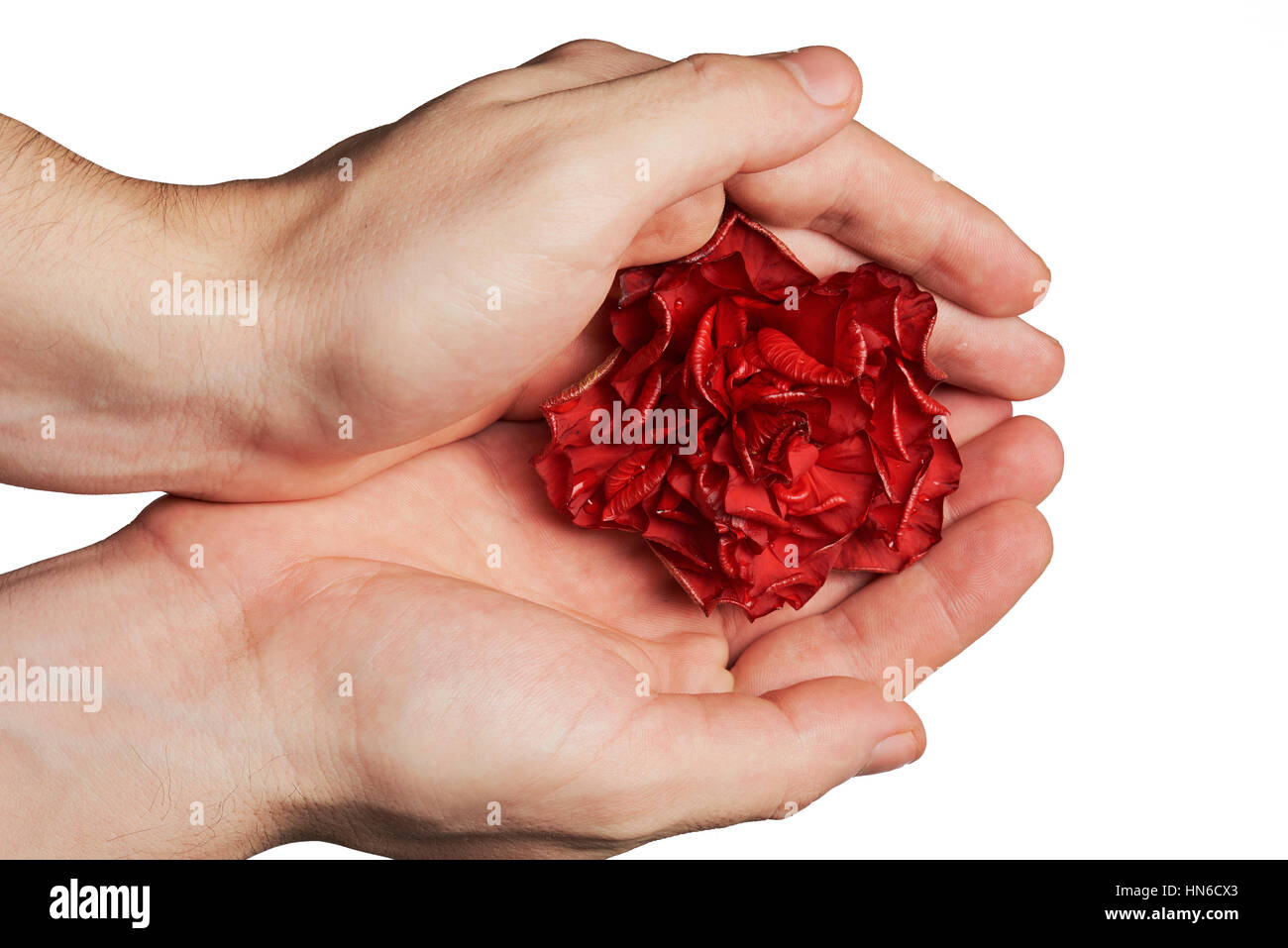 red wild rose in hands isolated on white background Stock Photo - Alamy