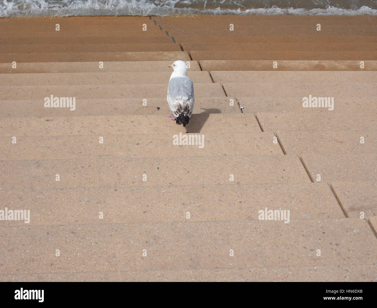 Gull seabird aka Seagull or Mew bird animal Stock Photo - Alamy